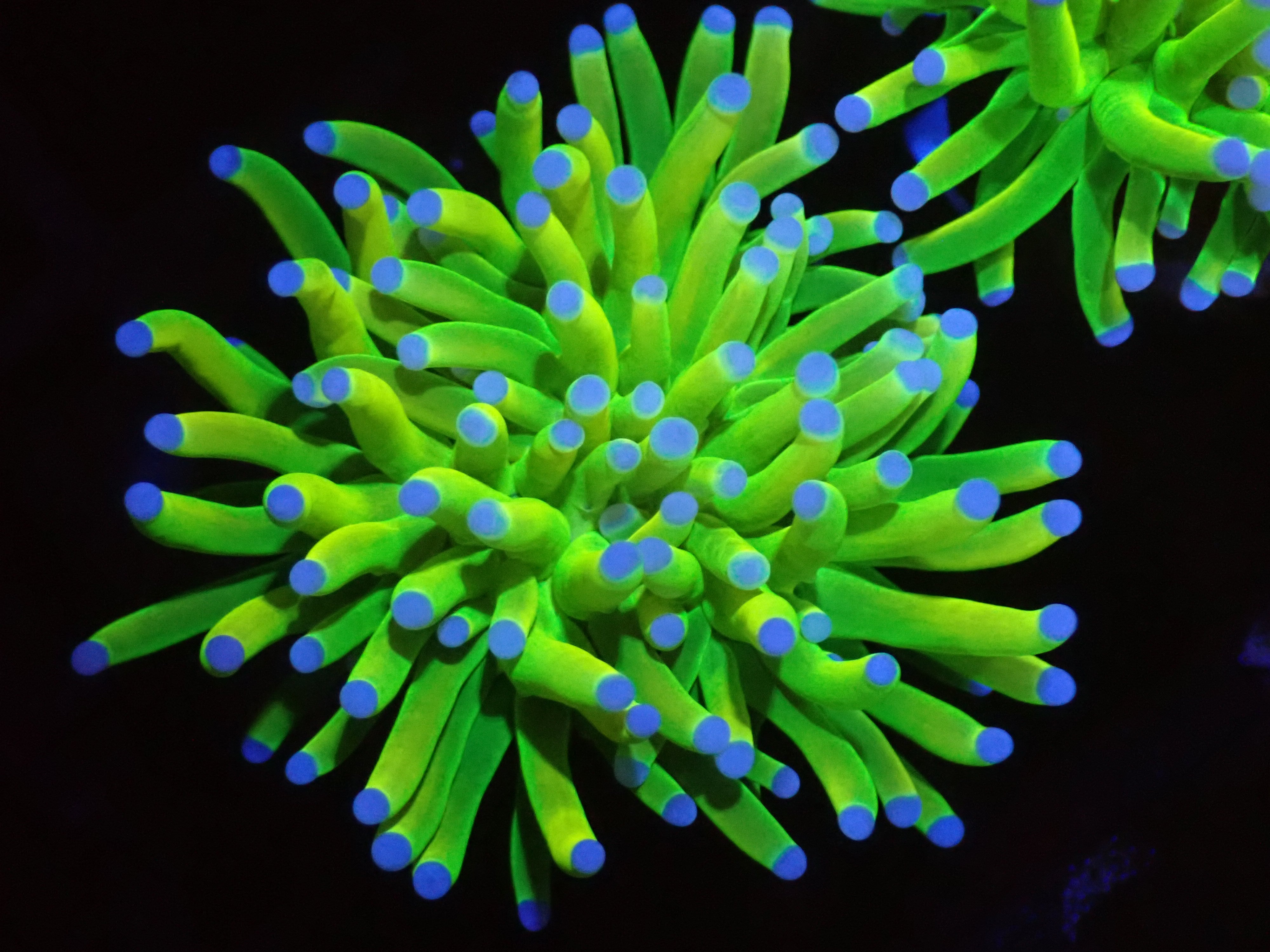 Ultra Grail Torch (Per Head) | AC Corals